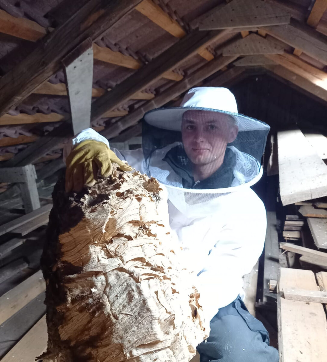 Insekten Einsätze » FF Selker-Neustadt